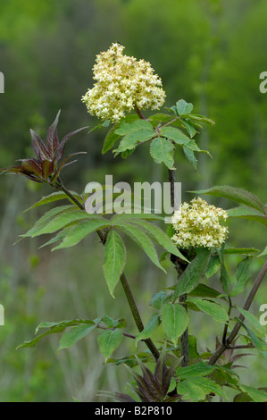 Sambucus racemosa L Sambucus racemosa L Stock Photo - Alamy