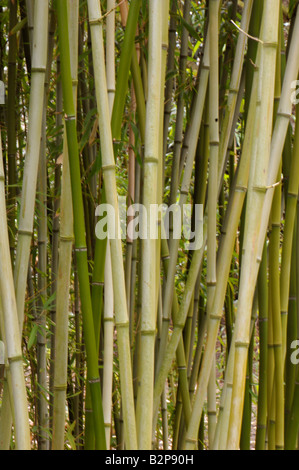 Bamboo (Phyllostachys propinqua), stems with leaves Stock Photo - Alamy