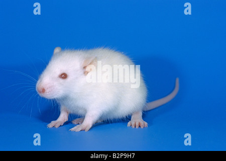 White, albino, Domestic Rat (Rattus norvegicus). Lacking melanin ...