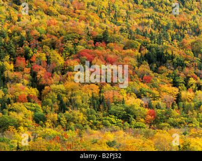 Landscape with deciduous mixed colorful trees forest in the autumn ...