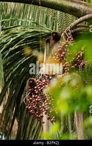 Dusky titi monkey Callicebus (or Plecturocebus) cupreus (previously C ...