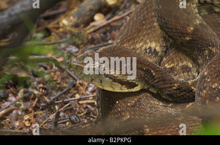 Fer de lance Stock Photo - Alamy
