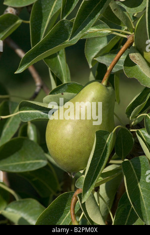 Pear Tree, Michigan Stock Photo - Alamy