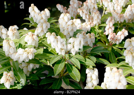 pieris japonica debutante white flowers flower evergreen shrub shrubs ...