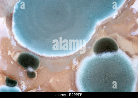 Mold growing on a cup of tea that was left for weeks Stock Photo - Alamy