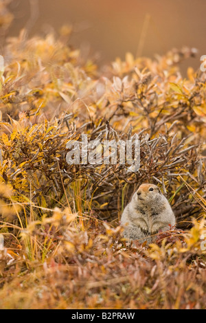 Arctic ground squirrel (Citellus parryi, Citellus undulatus ...