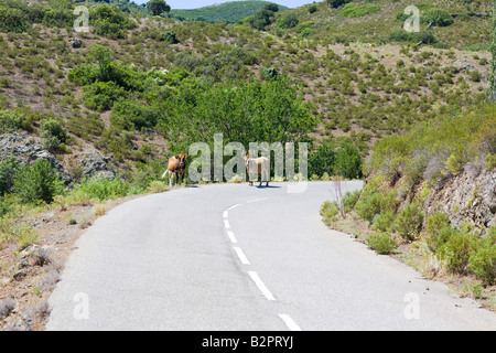 Cows on a mountain rural road on a foggy day, Georgia Stock Photo - Alamy