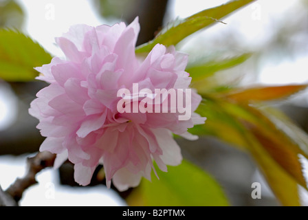 Cherry blossom in May Stock Photo - Alamy
