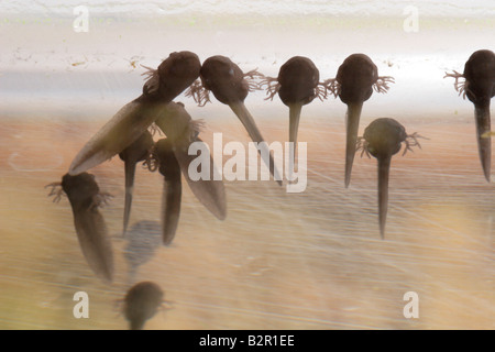 Developing tadpoles. Close-up of two frog (order Anura) larva, or ...