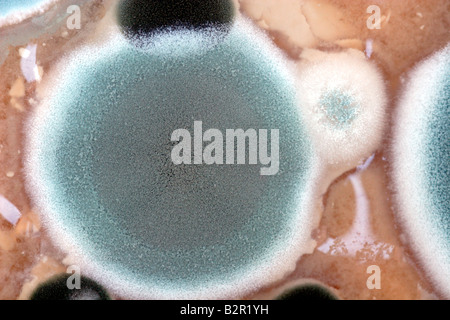 Mold growing on a cup of tea that was left for weeks Stock Photo - Alamy
