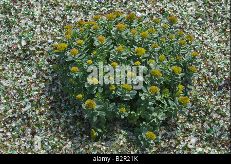 Roseroot, sedum rosea Stock Photo - Alamy