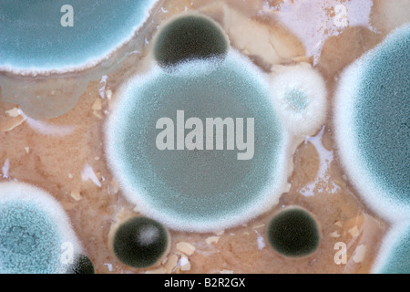 Mold growing on a cup of tea that was left for weeks Stock Photo - Alamy