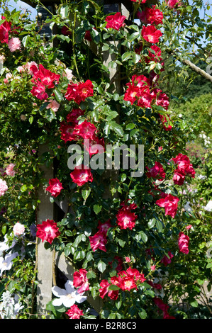 Climbing rose (Rosa Dortmund Stock Photo - Alamy