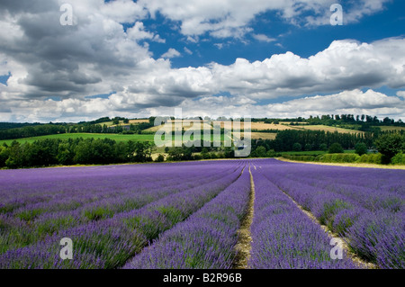 Lavender at Castle Farm near Sevenoaks in Kent England UK Stock Photo ...