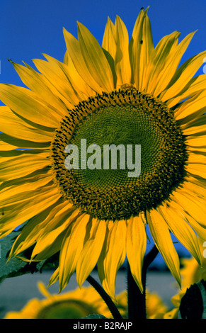 Sunflower, Loire Valley, France Stock Photo - Alamy