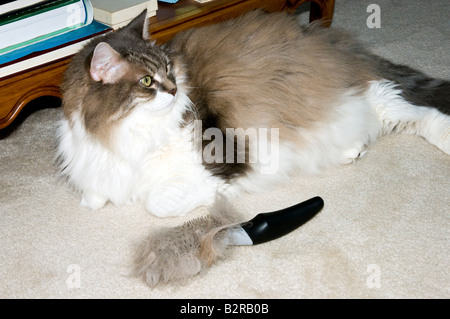 Long haired cat "Miss Nibs" with her hair brush Stock Photo - Alamy