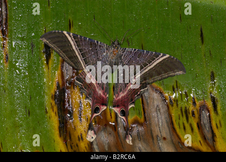 Moth Uraniidae sp Costa Rica Stock Photo - Alamy