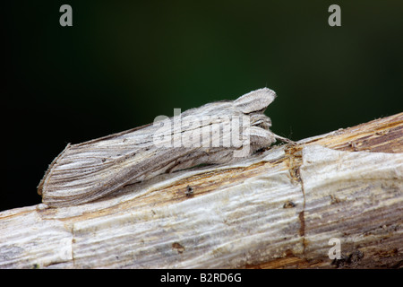 Shark Moth (Cucullia umbratica) at rest on plant stem Potton Bedfordshire Stock Photo - Alamy