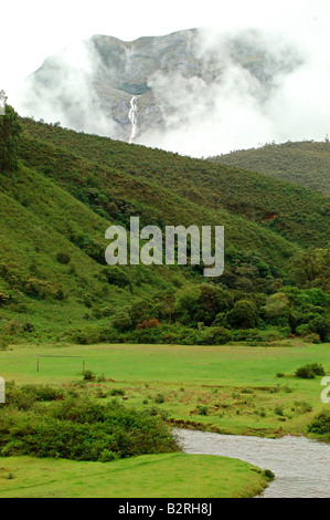 India, Kerala, Munnar, cows grazing in attractive agricultural ...