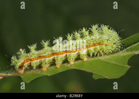Bullseye Moth Larva - Automeris io Stock Photo - Alamy