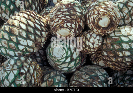 Blue agave plants, Sinaloa, Mexico Stock Photo - Alamy