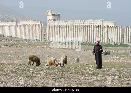 Sheperd and his Sheep at Roman Ruins in Apamea Syria Stock Photo - Alamy