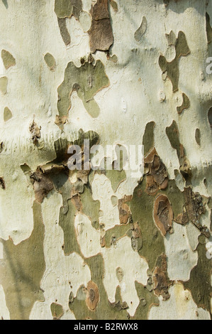Mottled bark of London Plane tree, Platanus × acerifolia Stock Photo ...