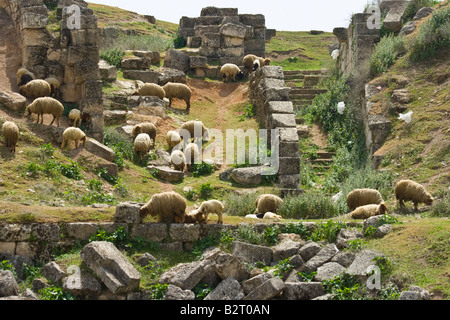 Sheep in the Ancient Roman Theatre at the Ruins of Apamea in Syria ...