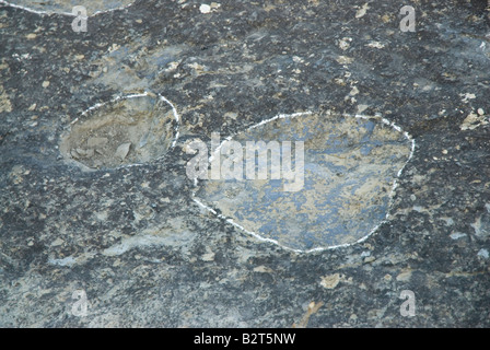 Footprint of Brachiosaurus dinosaur at Valdecevillo site in ENCISO La ...