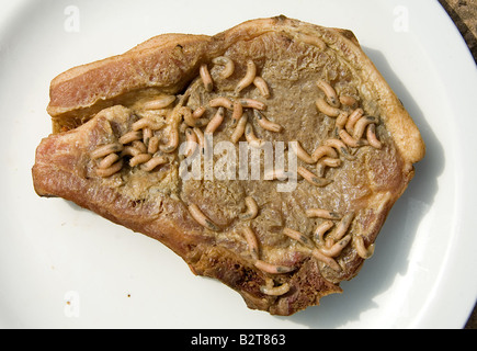 Maggots decomposing meat Stock Photo - Alamy