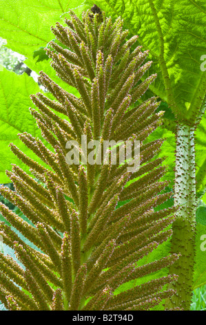 Turkey Rhubarb, Rheum palmatum, Polygonaceae. Also called Turkish ...