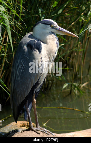 A grey heron perched on a log in the river Stock Photo - Alamy