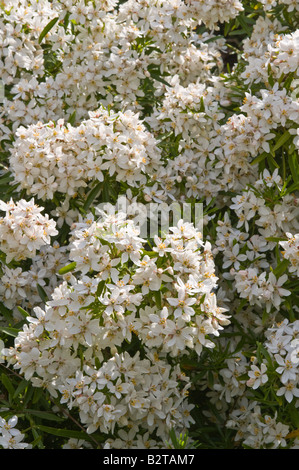 Mexican Orange Blossom Choisya Aztec Pearl flowers in garden boarder ...