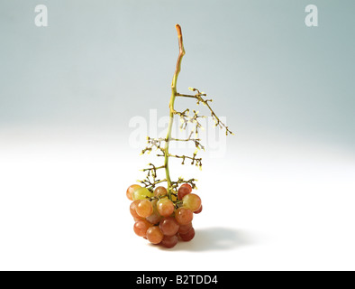 partially eaten bunch of grapes Stock Photo - Alamy