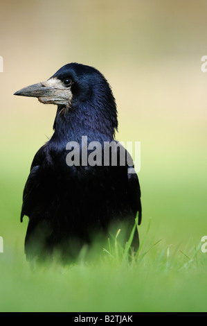 Portrait of a rook on the grass [ Corvus Frugilegus ] Stock Photo - Alamy