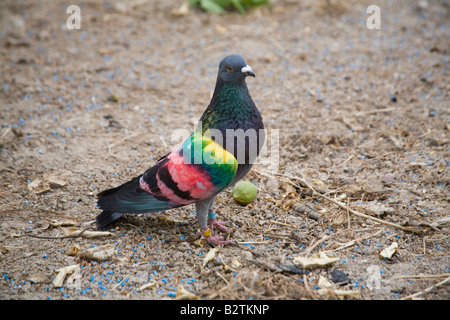 Painted racing pigeons Stock Photo - Alamy