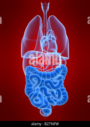 X Ray of intestines Stock Photo - Alamy