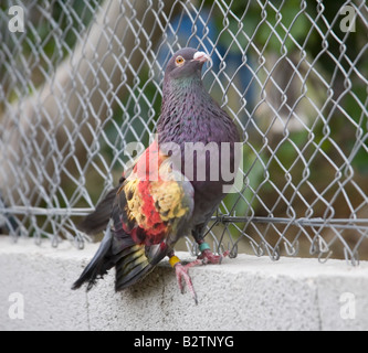 Painted racing pigeons Stock Photo - Alamy