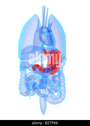 anatomy stomach colon Stock Photo - Alamy