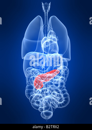 Healthy human pancreas highlighted blue Stock Photo: 243072322 - Alamy