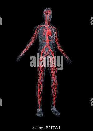 Human body shape section, the circulatory system: venous and arterial ...