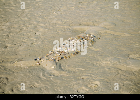 Mermaid made of sand and shells on the beach Stock Photo - Alamy