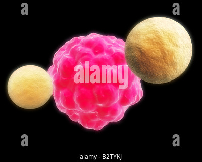 T-Cell attacking a cancer cell, Illustration Stock Photo - Alamy