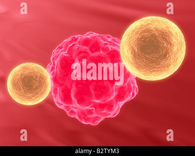 T-cells attacking a cancer cell, illustration Stock Photo - Alamy