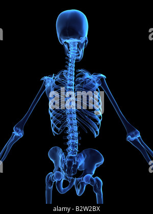 human skeleton - backside Stock Photo - Alamy
