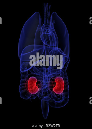 Human kidneys anatomy. Human internal organ. Concept of urinary system ...