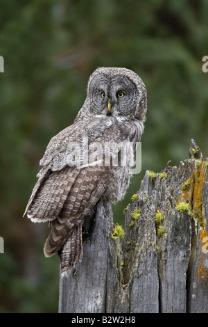 Lesser yellowlegs with prey Stock Photo - Alamy