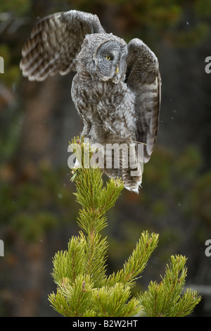 Lesser yellowlegs with prey Stock Photo - Alamy