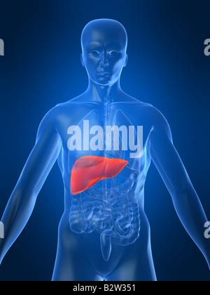 anatomy liver skeleton Stock Photo - Alamy