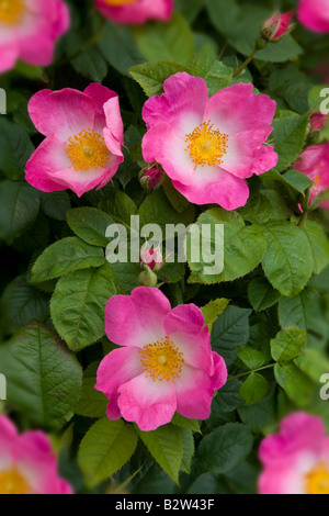 Rose flowers in Cottage garden. Flowers in botanical park. English ...
